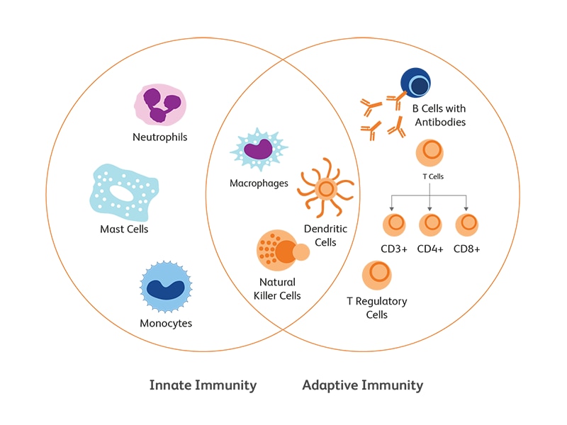 Innate Vs Adaptive Immunity Chart Innate Vs Adaptive Immunity Chart