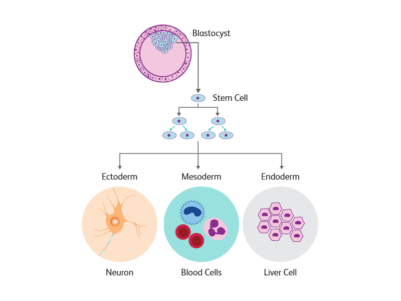 Embryonic Vs Adult Stem Cell Research – Telegraph Embryonic Vs Adult Stem Cell Research – Telegraph