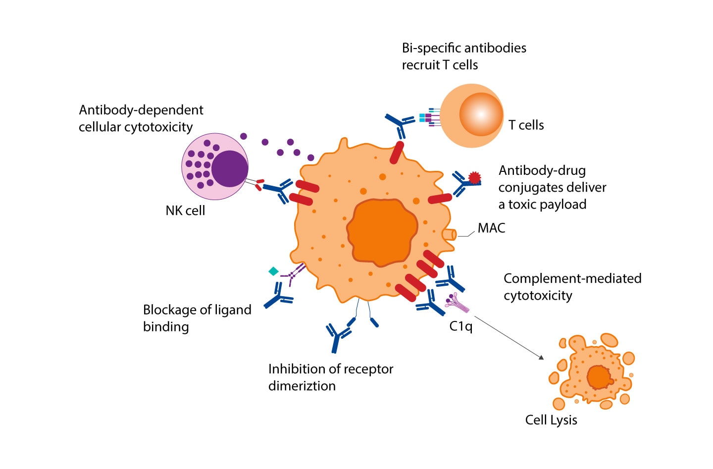 Antibody-Based Therapy Research