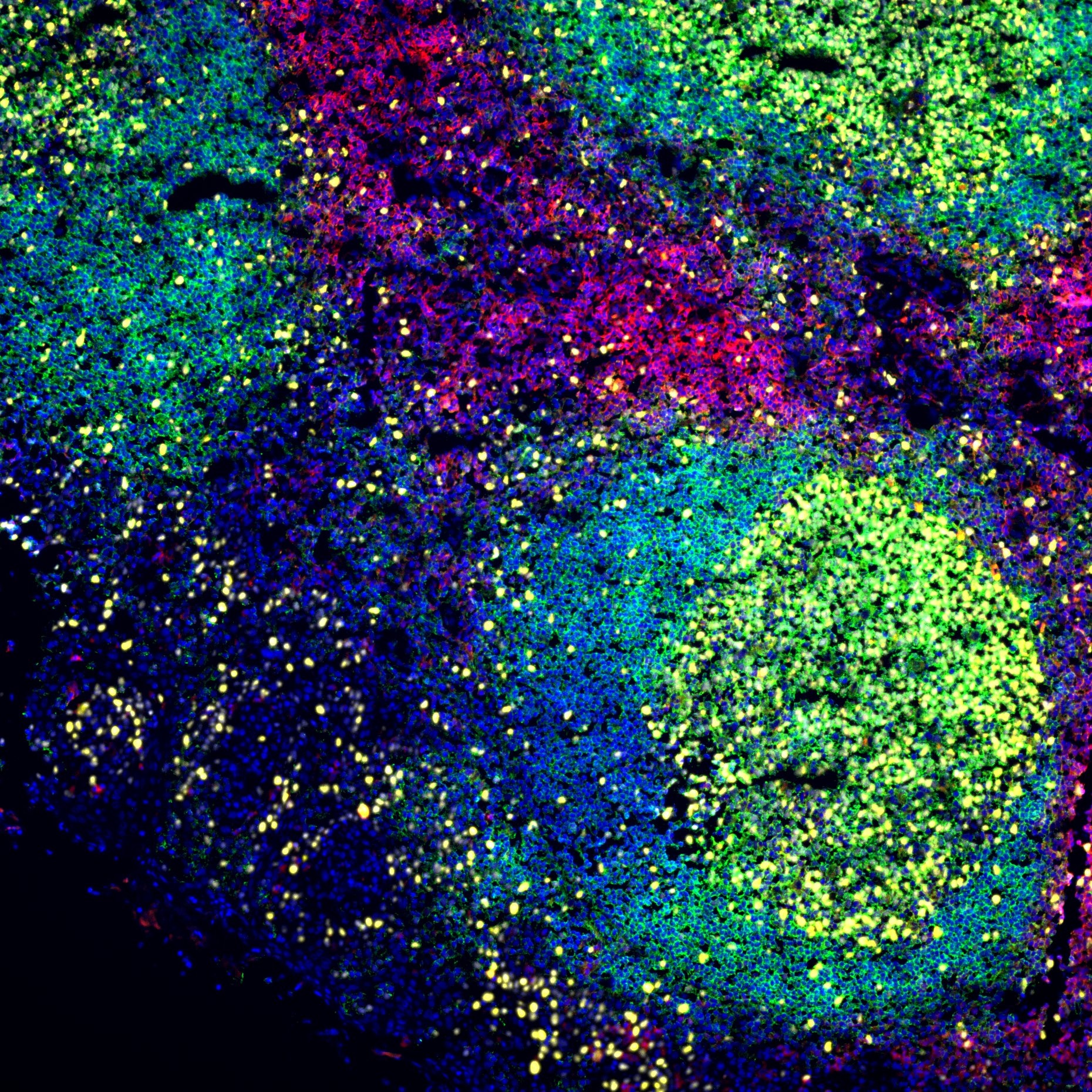 BV421 Mouse Anti-Human CD19