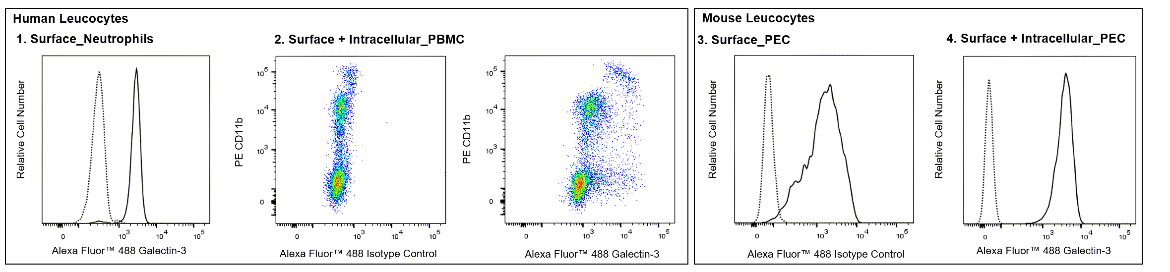 Alexa Fluor™ 488 Rat Anti-Galectin-3
