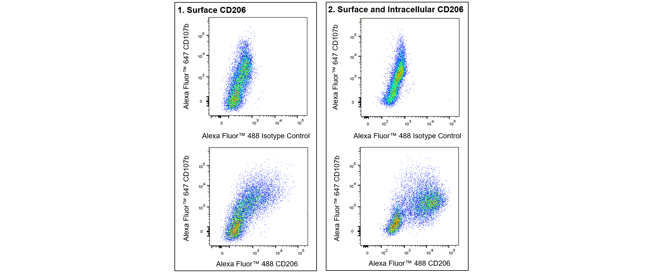 Alexa Fluor™ 488 Rat Anti-Mouse CD206