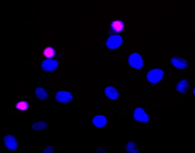 Alexa Fluor® 488 Rat anti-Histone H3 (pS28)