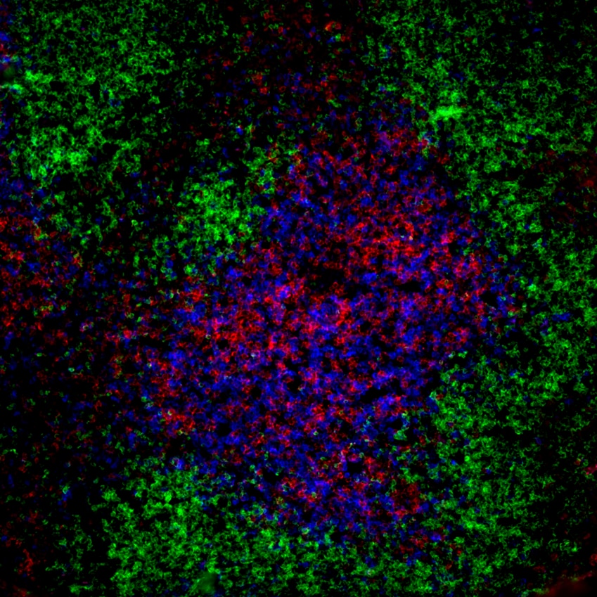 BV421 Rat Anti-Mouse CD45R/B220