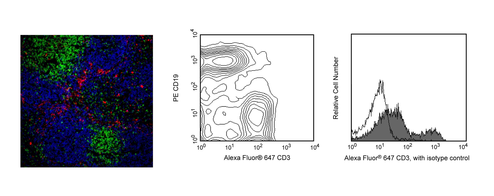 BD Alexa Fluor® 647 Rat Anti-Mouse CD3 Molecular Complex | 캐시바이