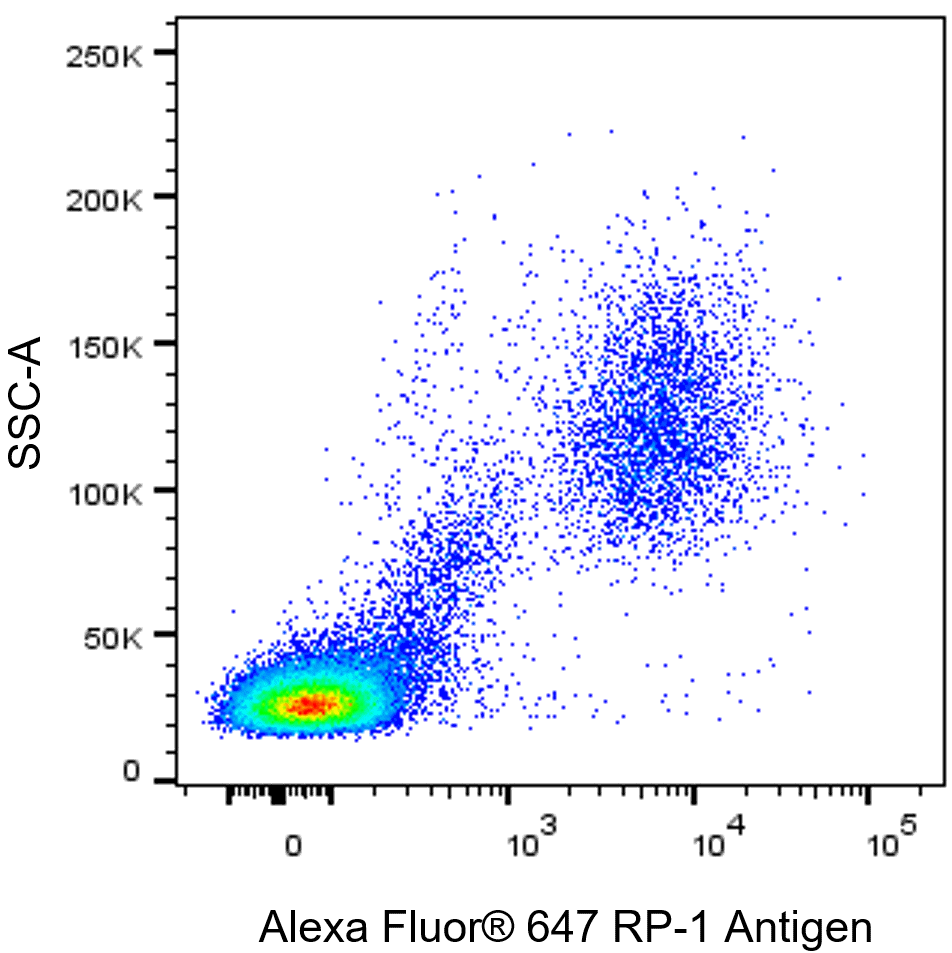 Alexa Fluor® 647 Mouse Anti-Rat RP-1 Antigen