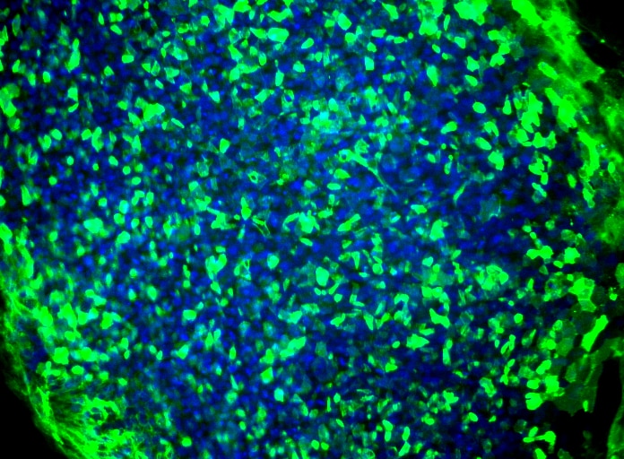 Alexa Fluor® 647 Mouse anti-Human TRA-1-81 Antigen