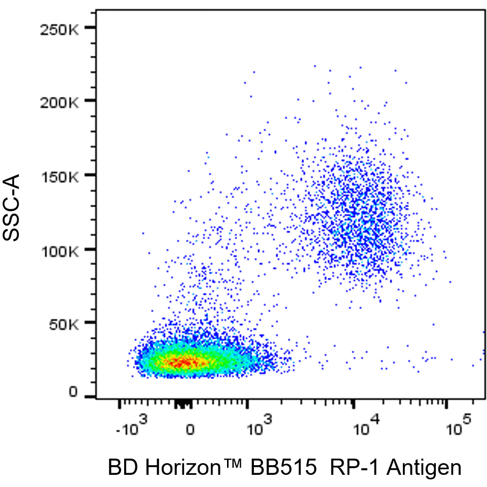 BB515 Mouse Anti-Rat RP-1 Antigen