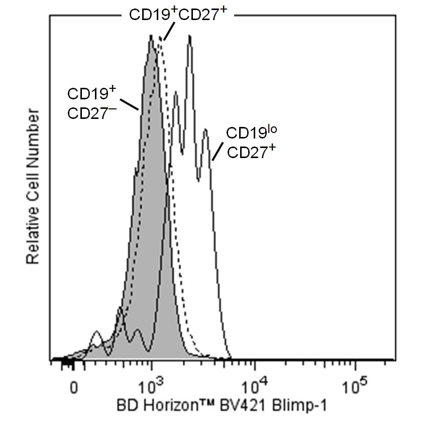 BV421 Rat Anti-Blimp-1