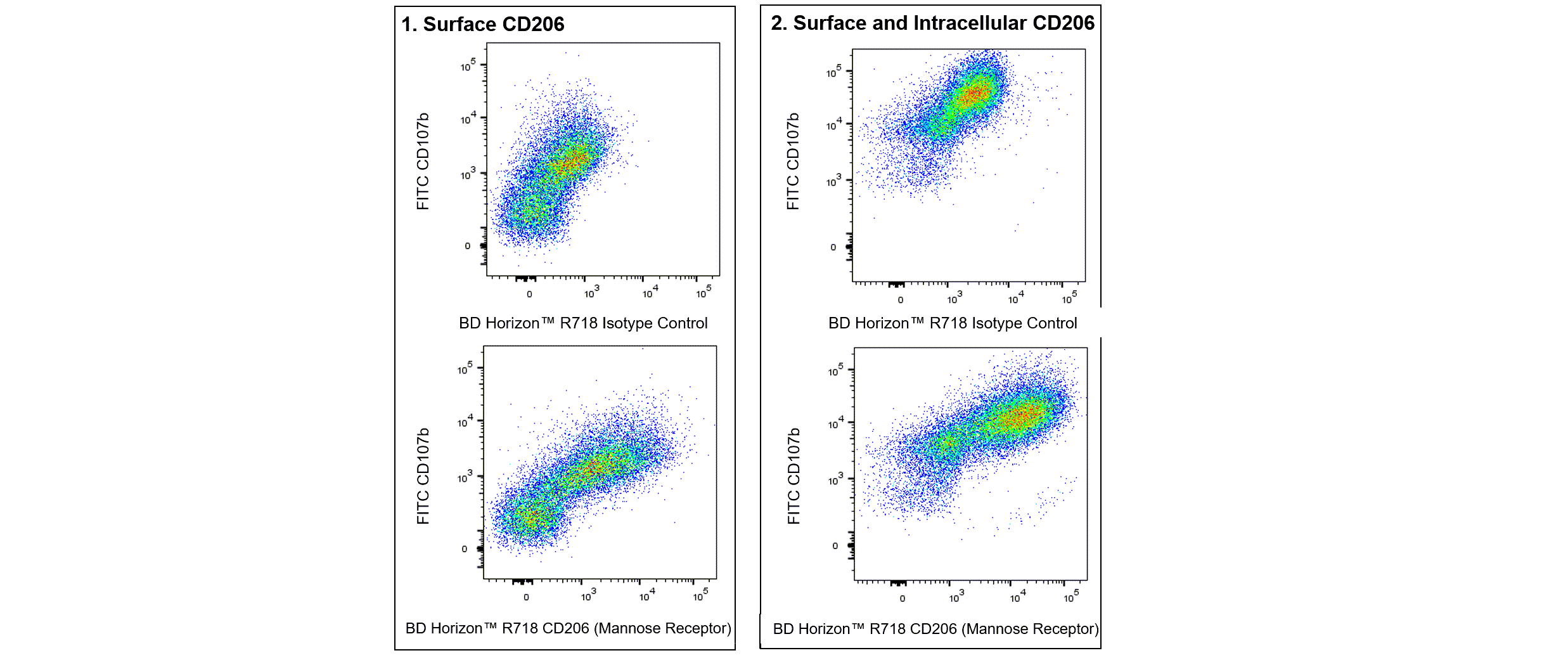 R718 Rat Anti-Mouse CD206 (Mannose Receptor)