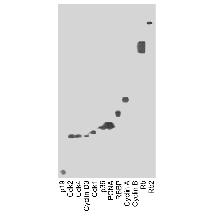 Cell Cycle I Sampler Kit