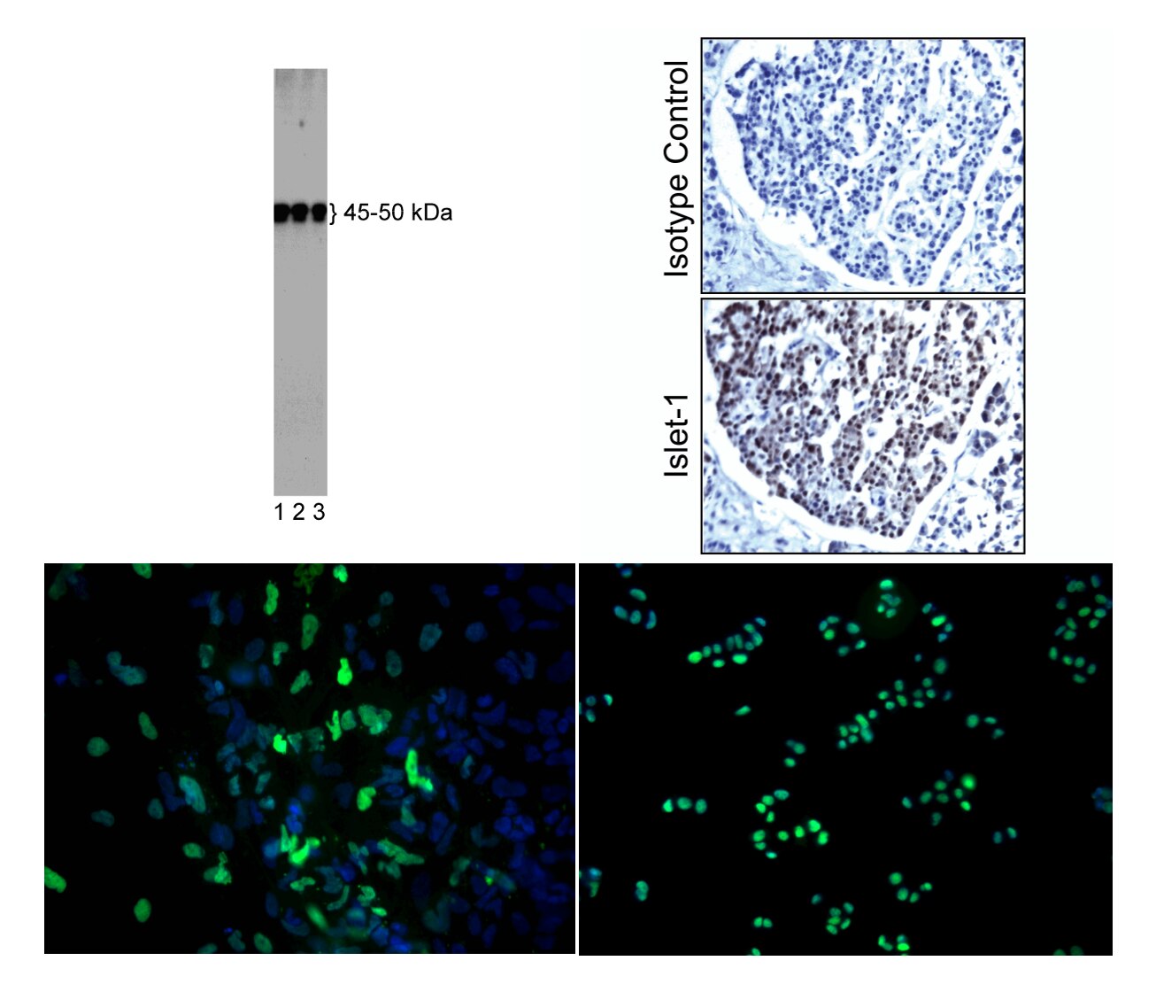 Purified Mouse anti-Islet-1