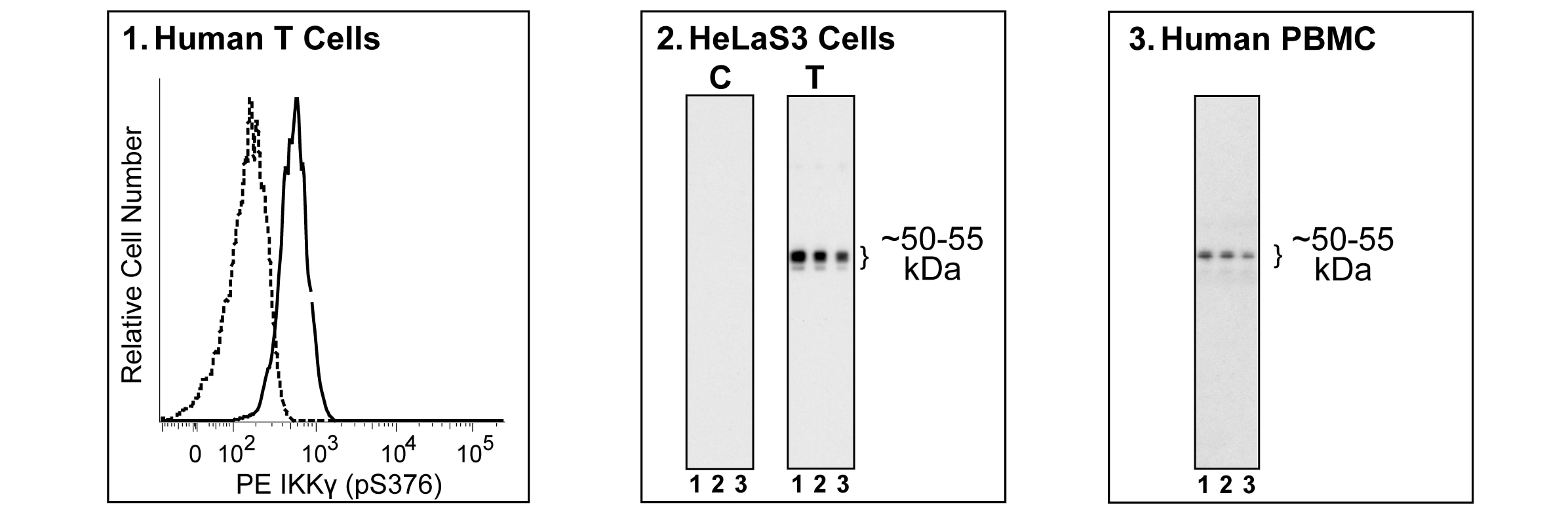 PE Mouse anti-Human IKKγ (pS376)