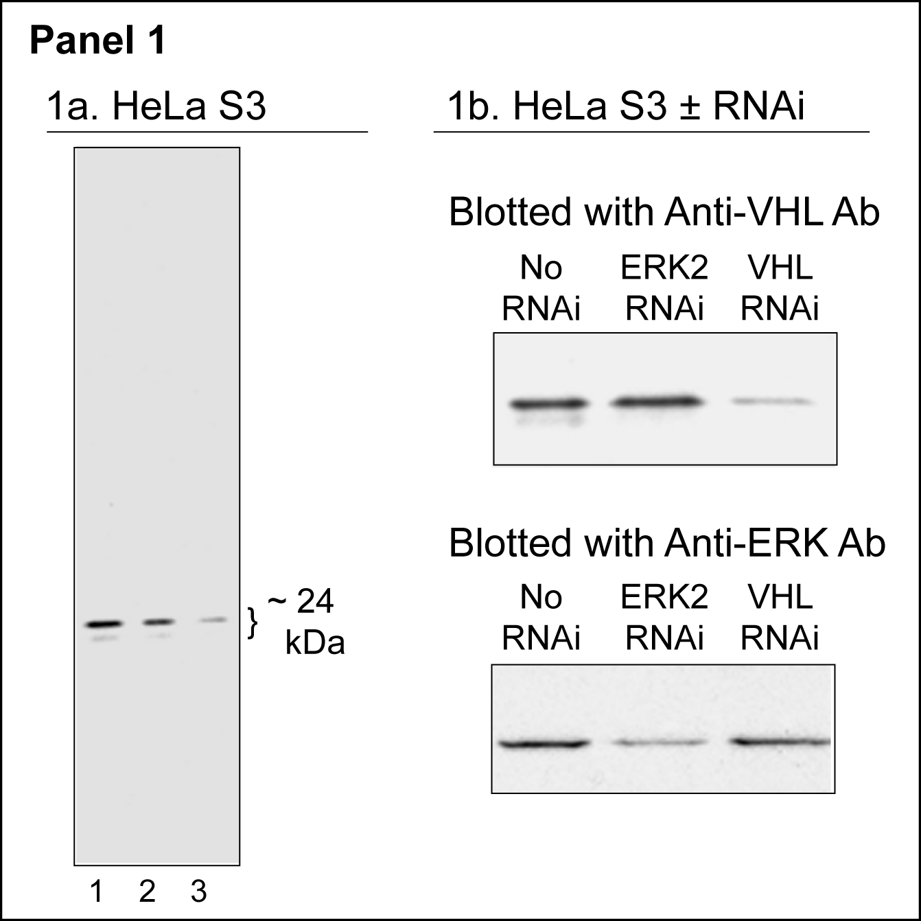 Purified Mouse Anti-Human VHL