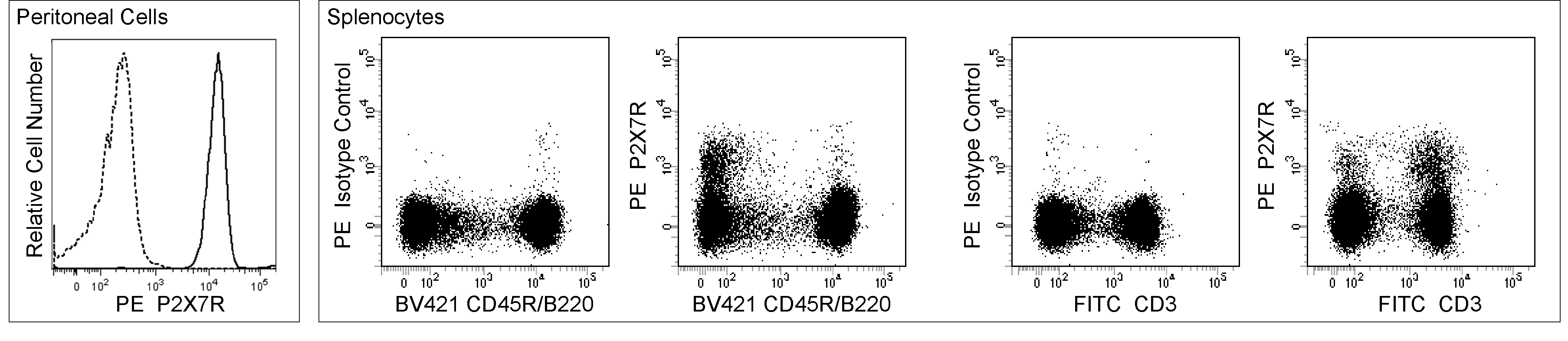 PE Rat Anti-Mouse P2X7