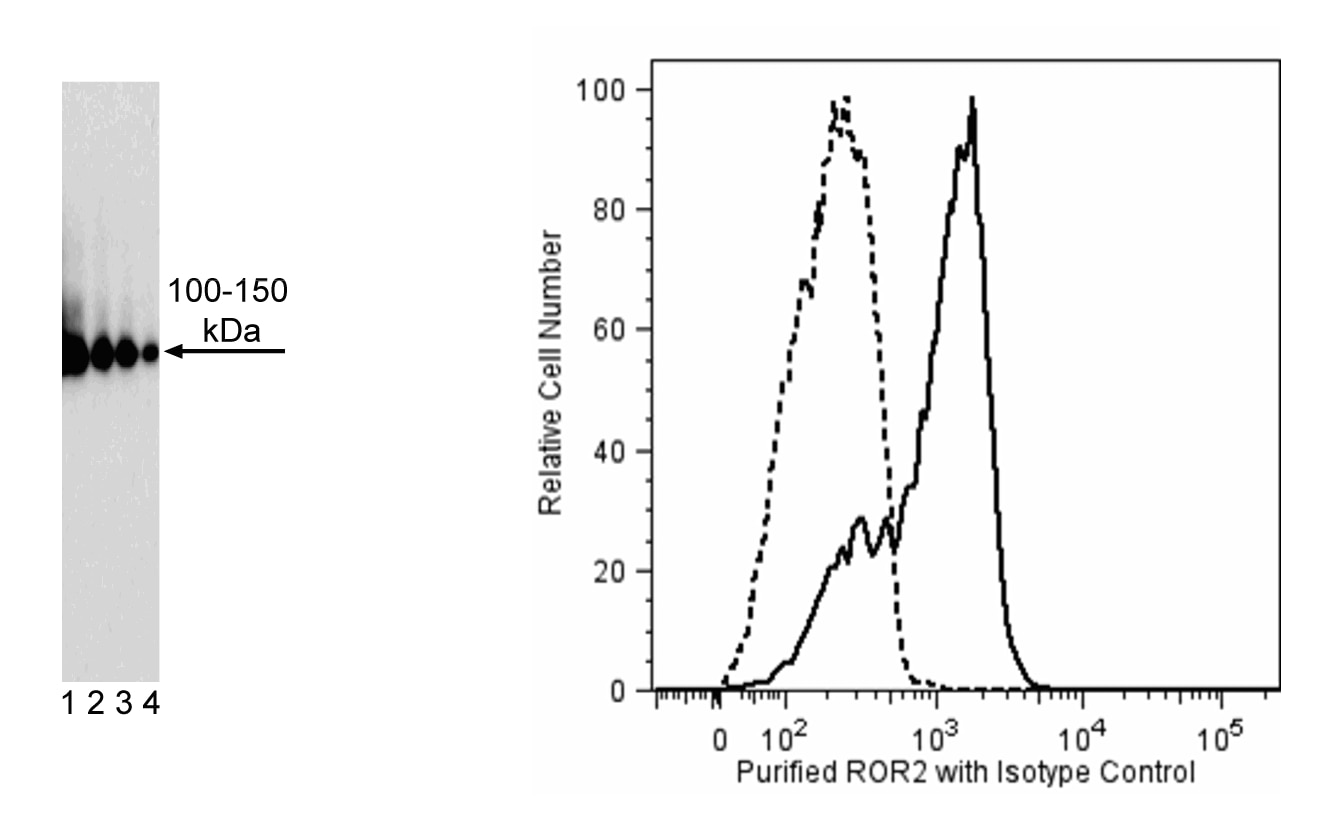 Purified Mouse Anti-ROR2