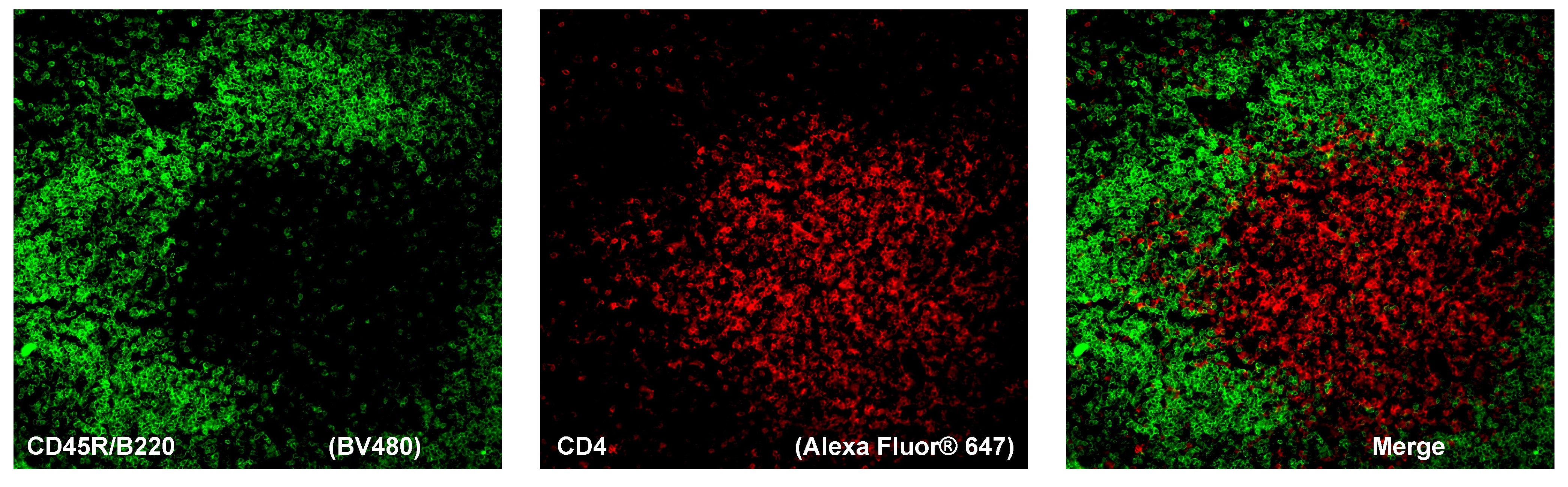 BV480 Rat Anti-Mouse CD45R/B220