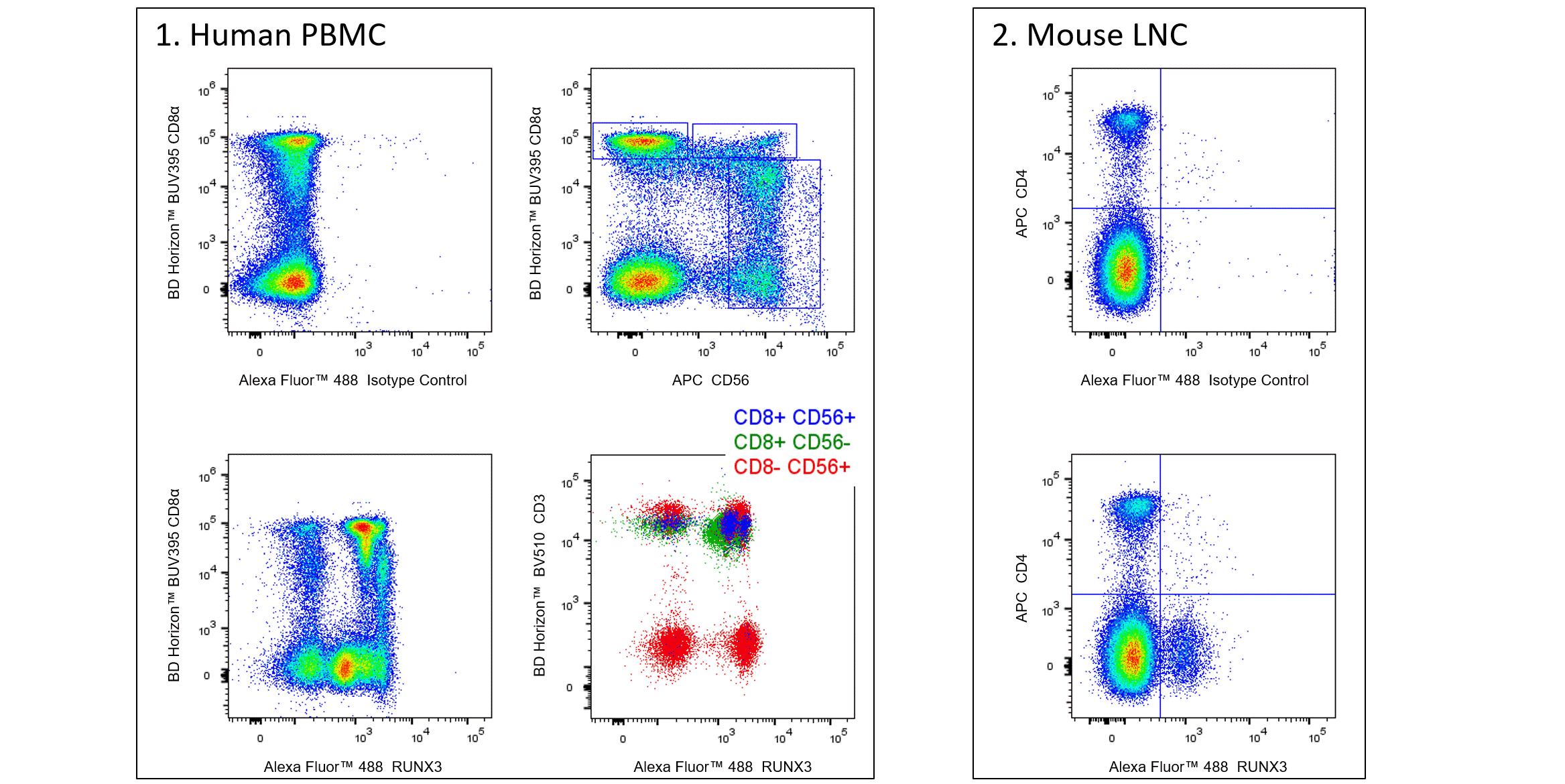 Alexa Fluor™ 488 Mouse Anti-RUNX3