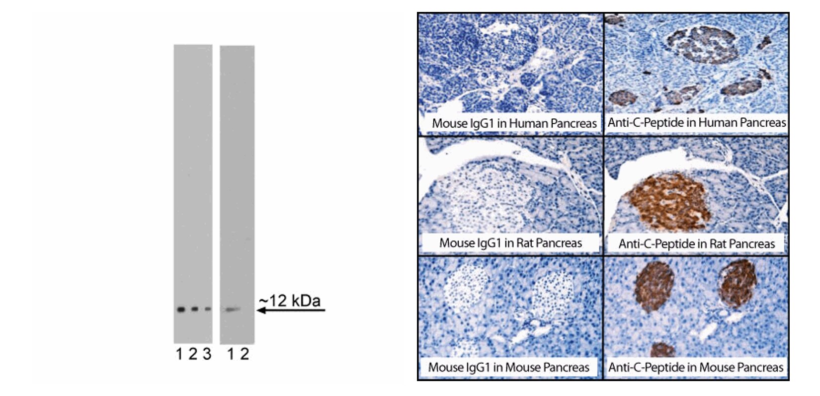 Purified Mouse Anti-C-Peptide