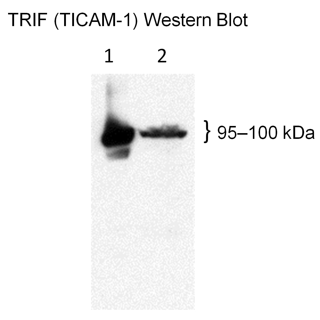 PE Mouse Anti-Human TRIF (TICAM-1)