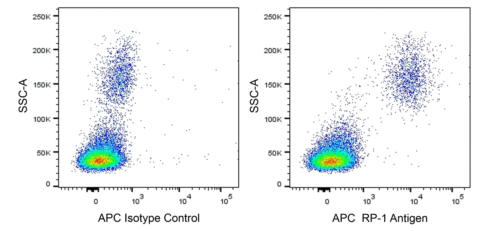 APC Mouse Anti-Rat RP-1 Antigen