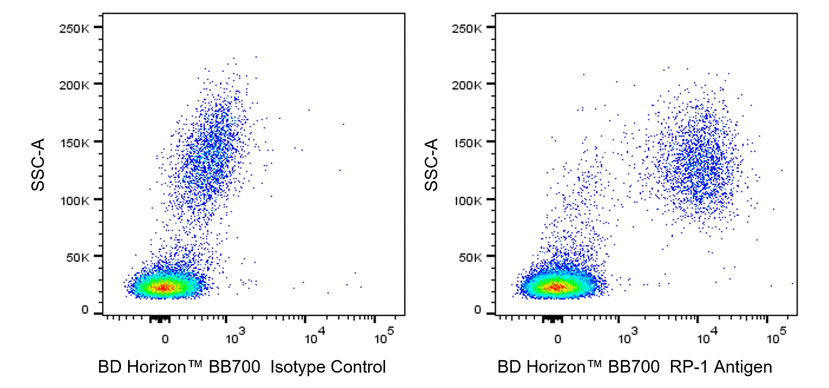 BB700 Mouse Anti-Rat RP-1 Antigen