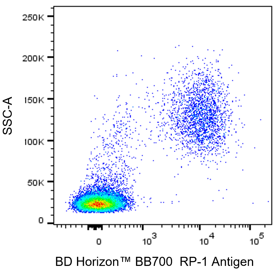 BB700 Mouse Anti-Rat RP-1 Antigen