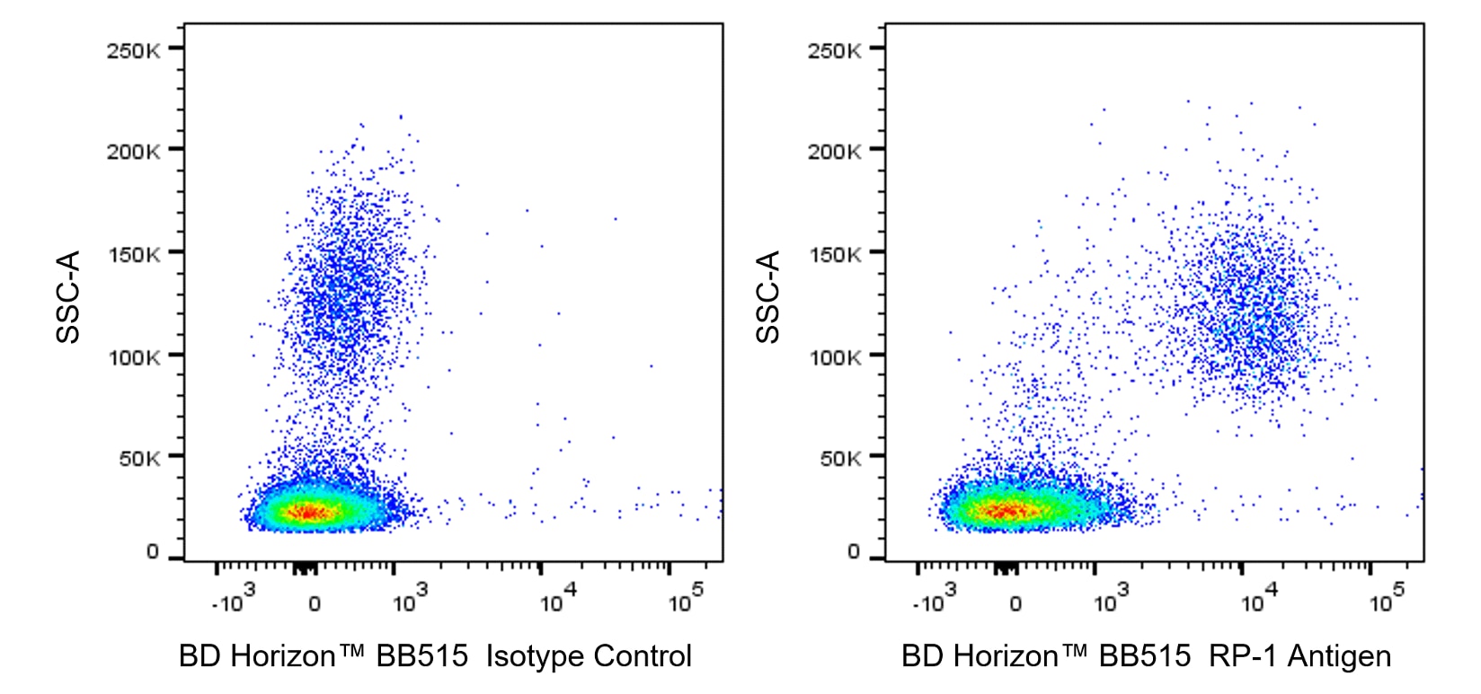 BB515 Mouse Anti-Rat RP-1 Antigen