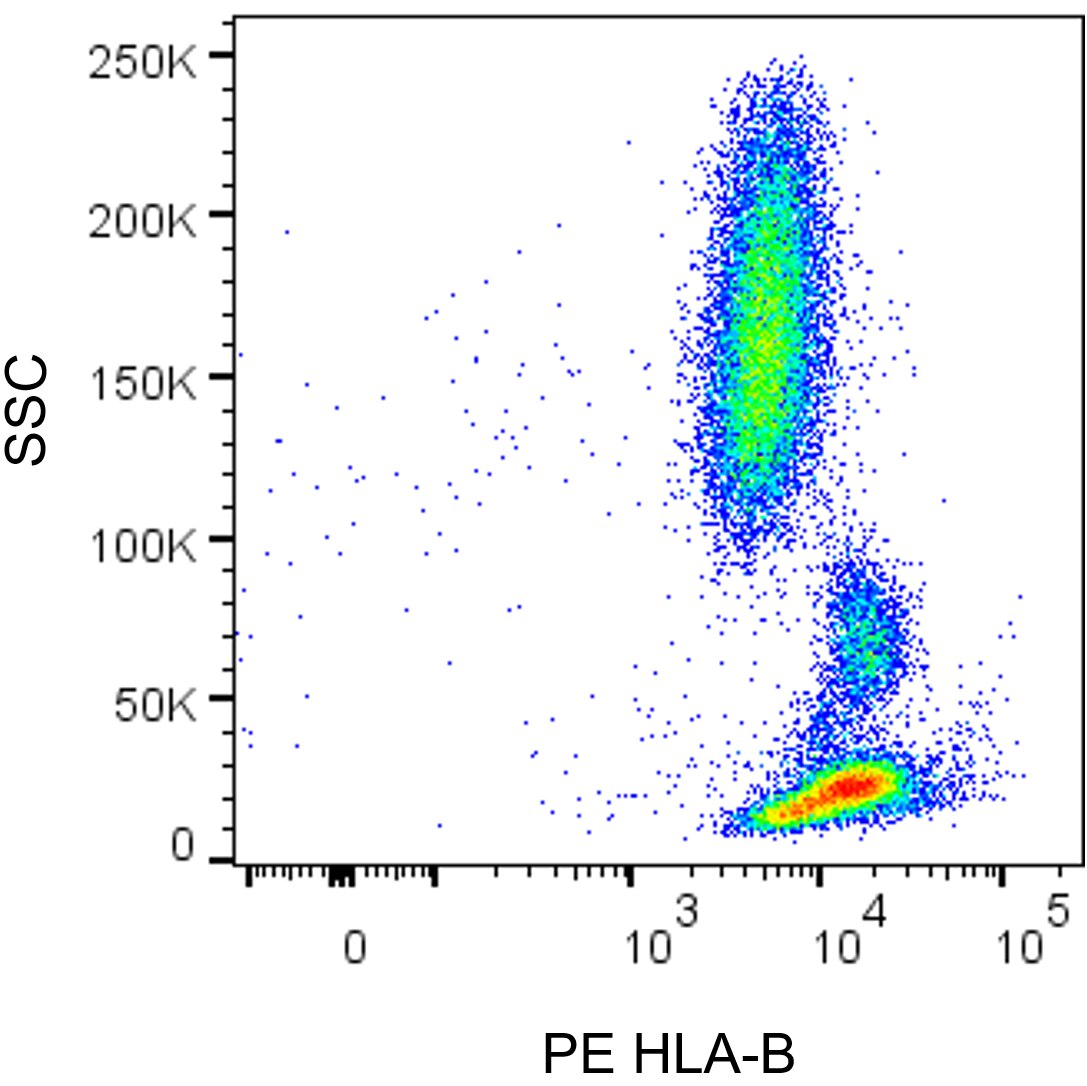 PE Rat Anti-Human HLA-B