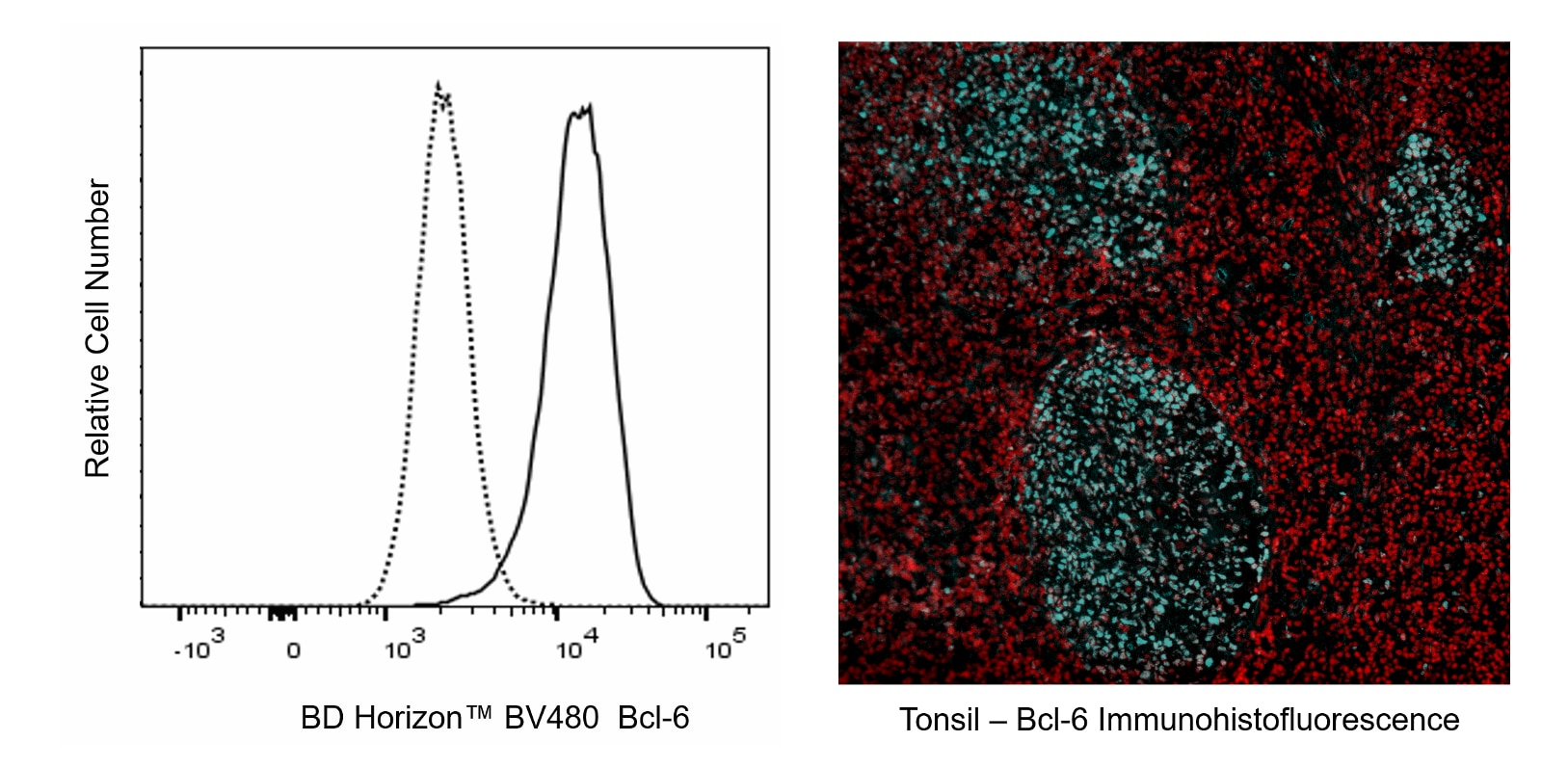 BV480 Mouse Anti-Bcl-6