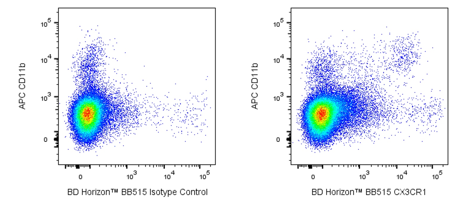 BB515 Rat Anti-Mouse CX3CR1