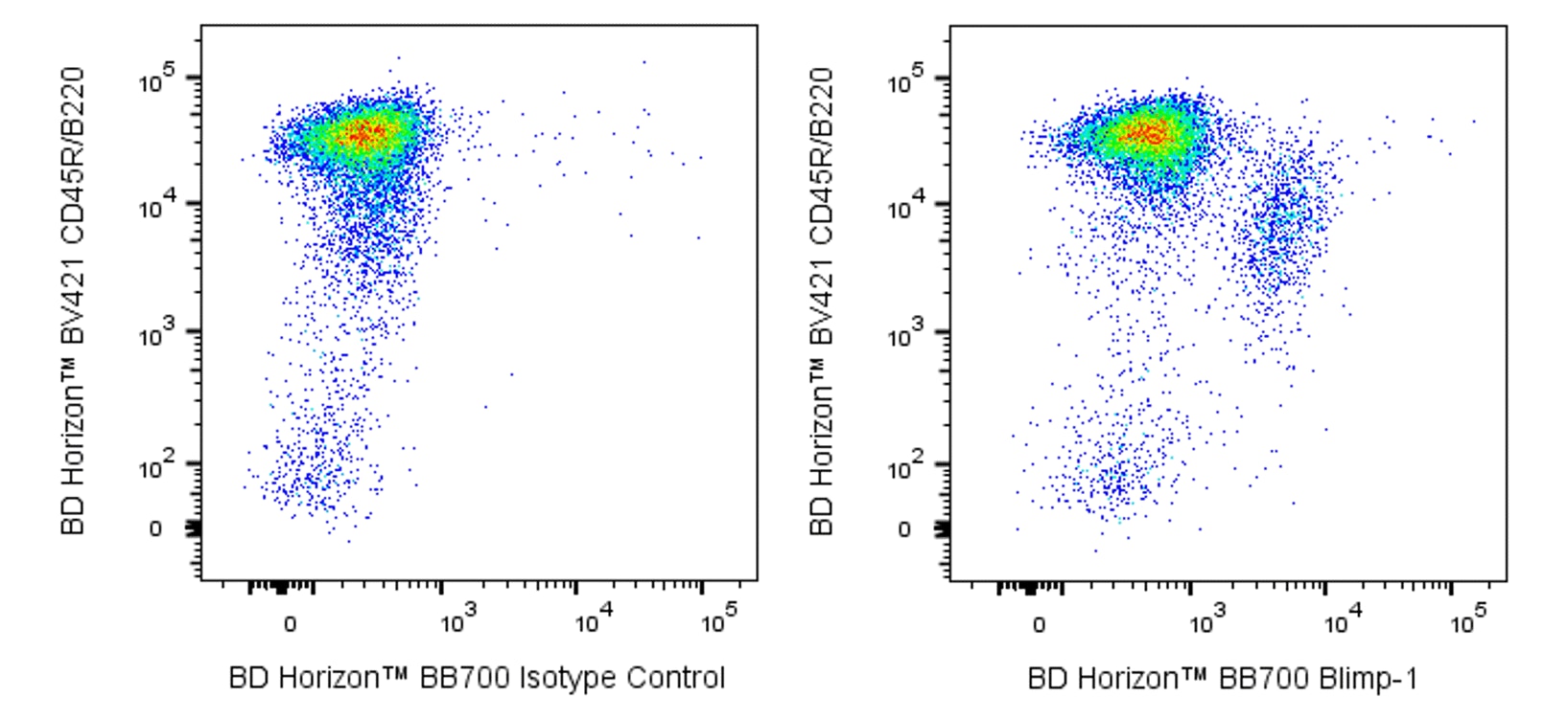 BB700 Rat Anti-Mouse Blimp-1