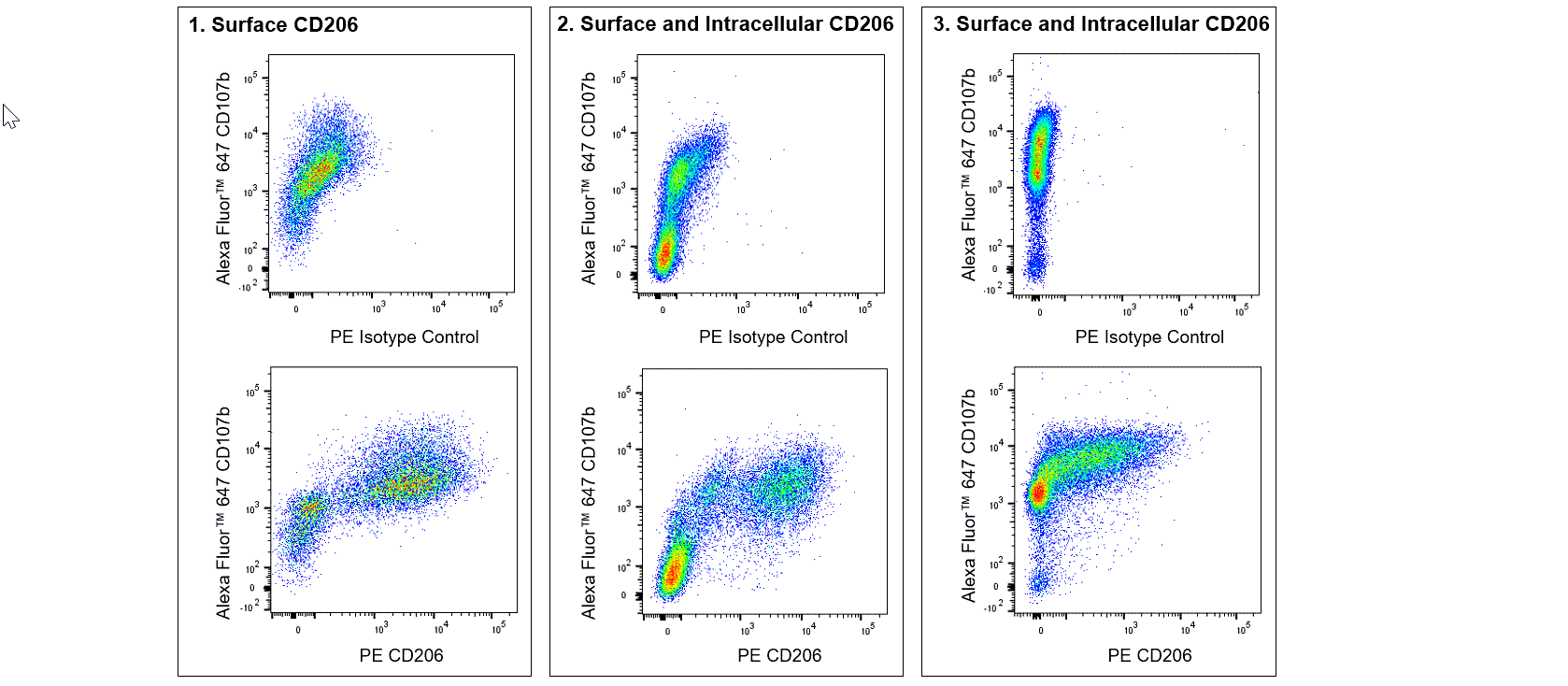 PE Rat Anti-Mouse CD206