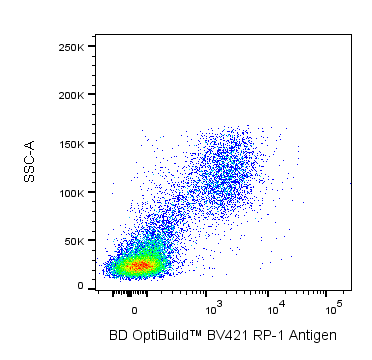 BV421 Mouse Anti-Rat RP-1 Antigen
