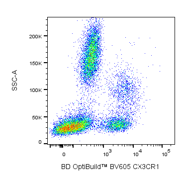 BV605 Rat Anti-Human CX3CR1