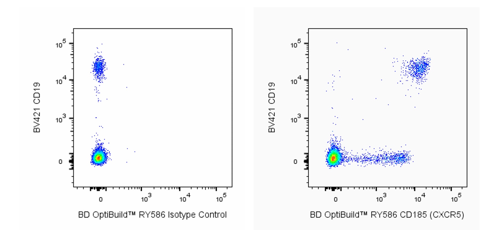 RY586 Rat Anti-Human CXCR5 (CD185)