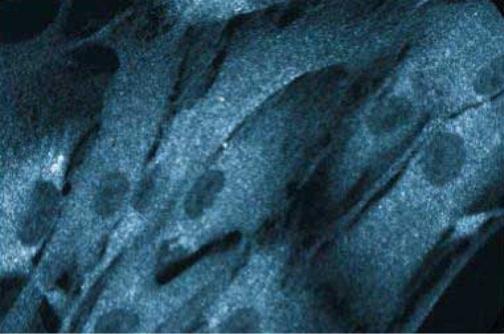 Purified Mouse Anti-NCK