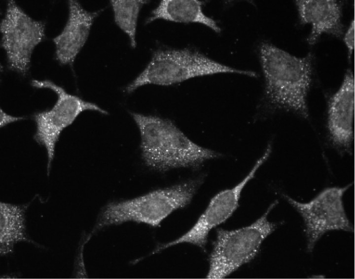 Purified Mouse Anti- GRB2