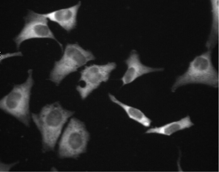 Purified Mouse Anti- PKA [RI]