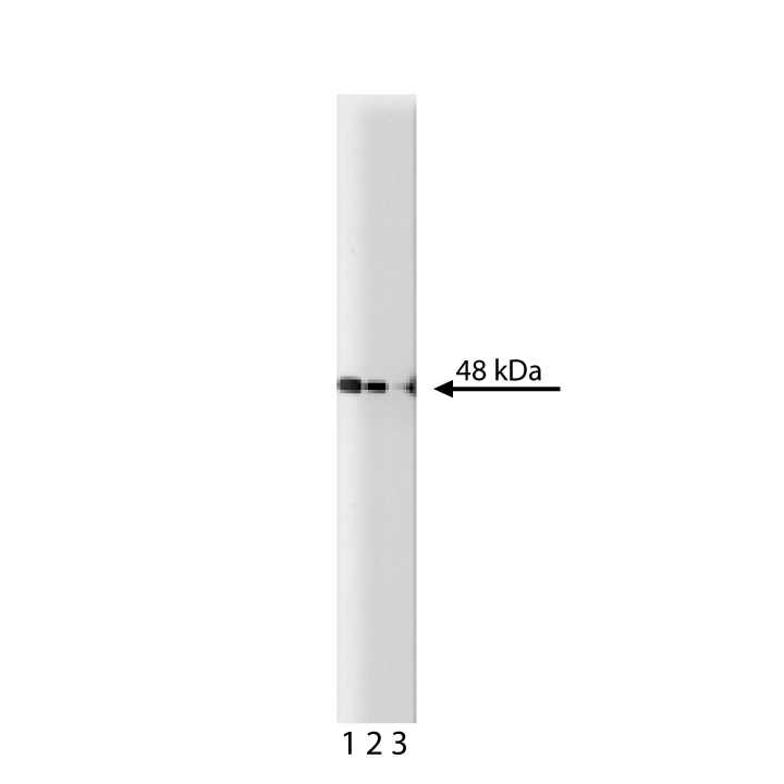 Purified Mouse Anti- PKA [RI]