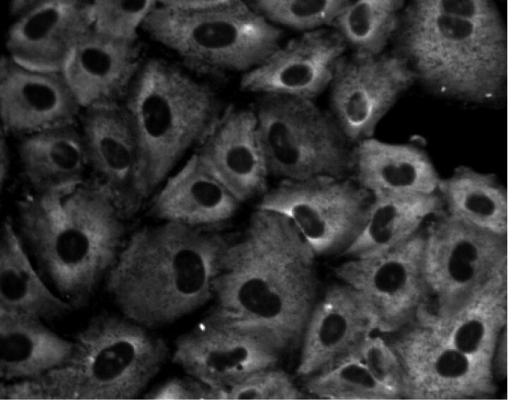 Purified Mouse Anti-RACK1