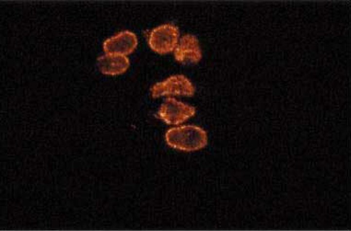 Purified Mouse Anti-Cyclin B