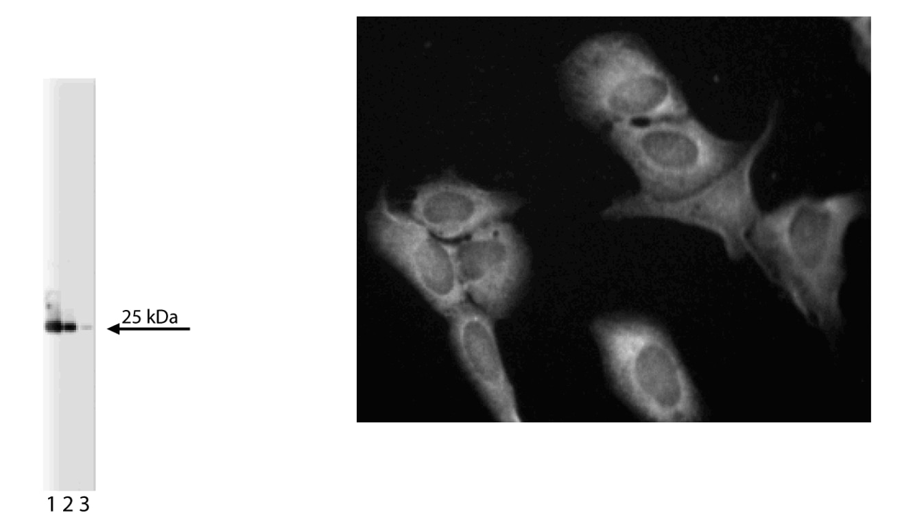 Purified Mouse Anti- eIF-4E