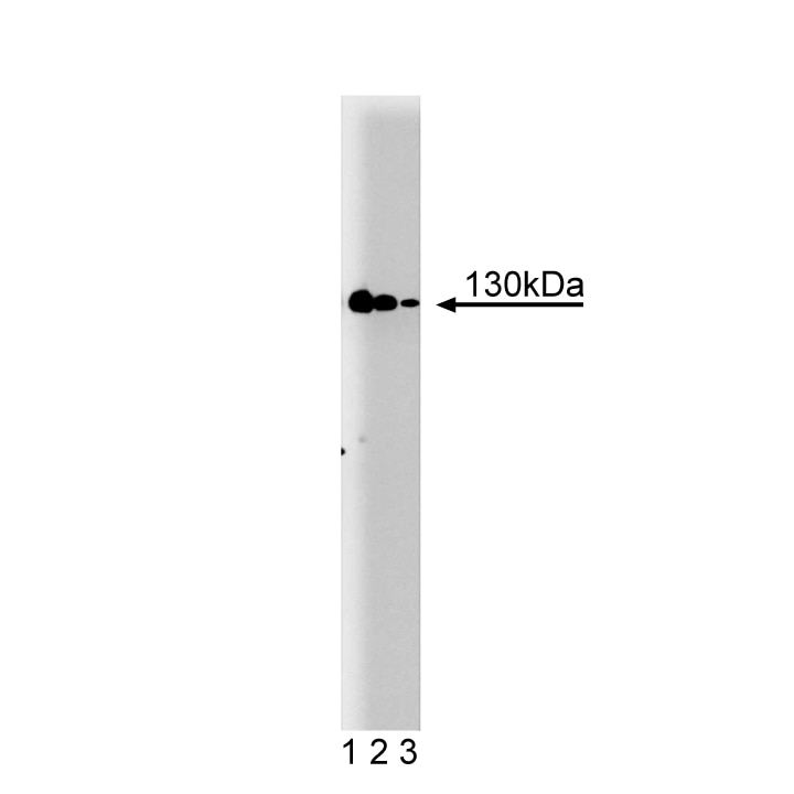 Purified Mouse Anti-iNOS/NOS Type II