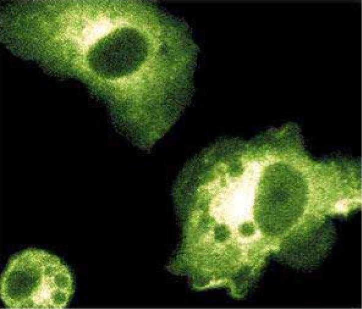 Purified Mouse Anti-iNOS/NOS Type II