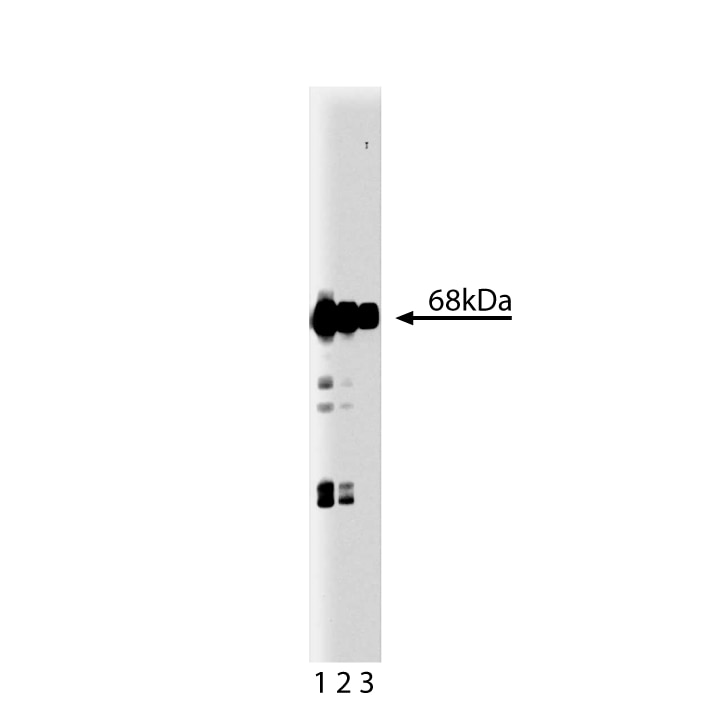 Purified Mouse Anti- Munc-18