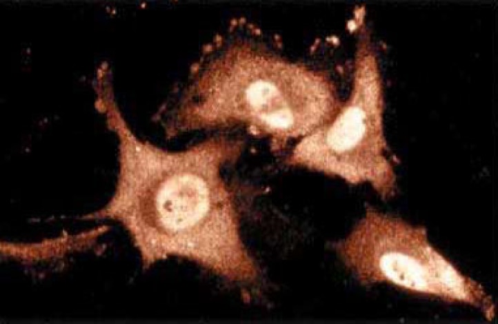 Purified Mouse Anti-TIAR