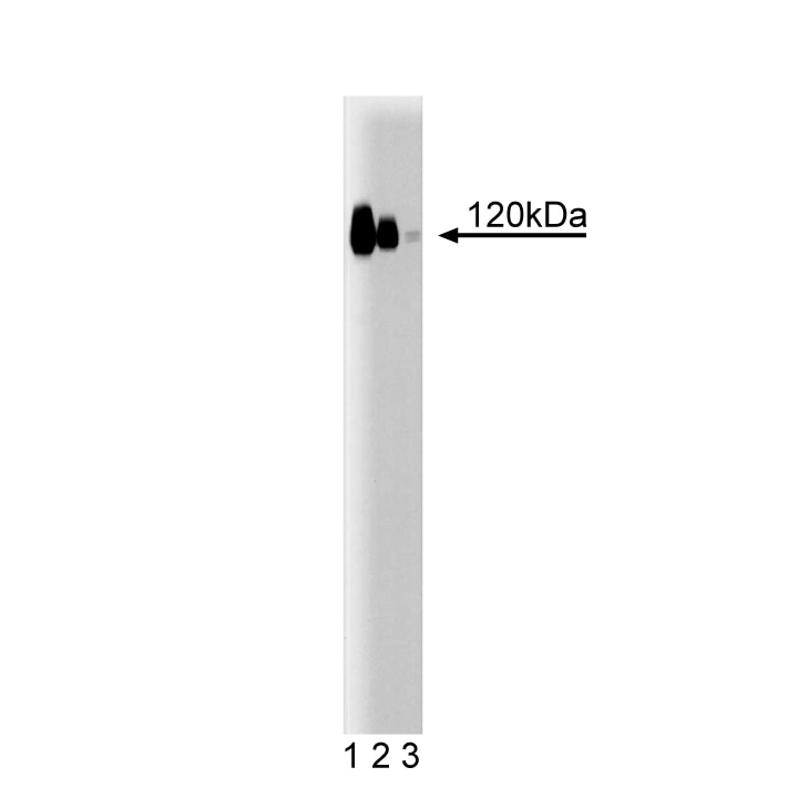 Purified Mouse Anti-E-Cadherin