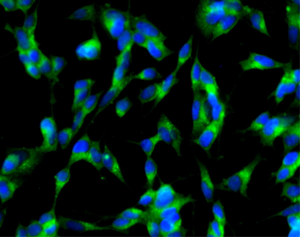 Purified Mouse Anti-Adaptin α