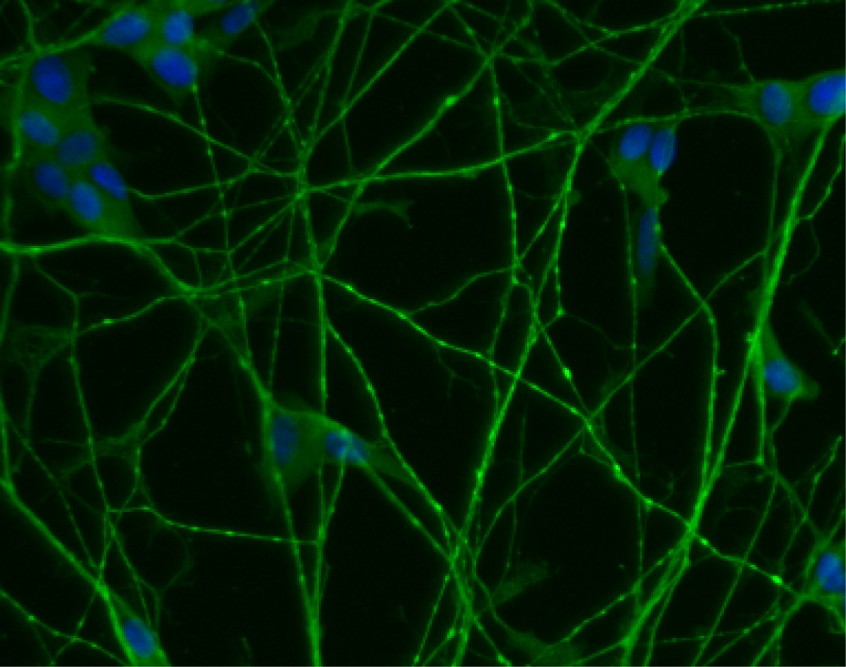 Purified Mouse Anti-SMN